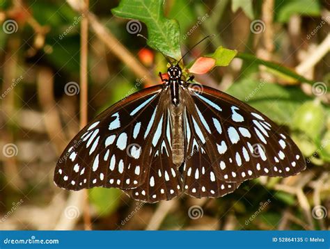 Blue Tiger Butterfly Stock Image Image Of Nature Tirumala 52864135