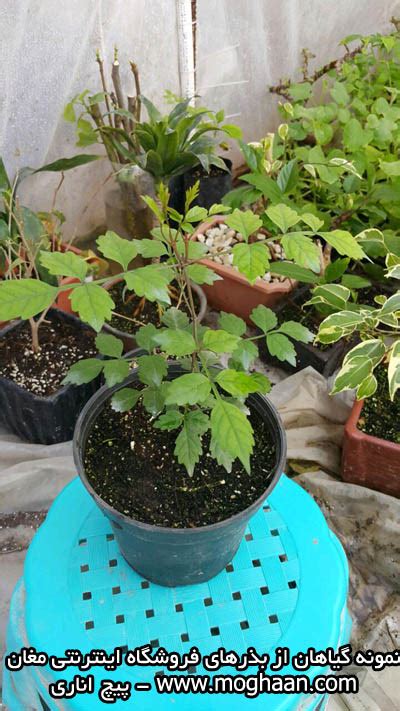 فروشگاه بذر مغان بذر گل تخم گل خرید بذر گلها فروش بذر گیاهان Seed