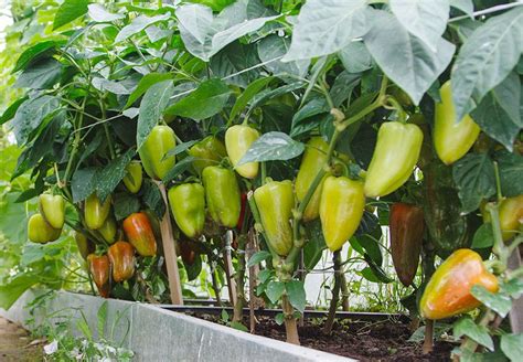 Výsadba Papriky V Polykarbonátovém Skleníku