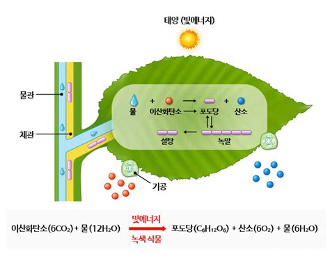Ⅳ식물과 에너지 광합성 네이버 블로그