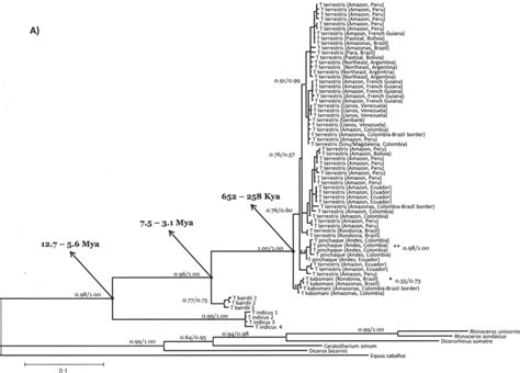 A Bayesian Inference Phylogenetic Tree Of Cytochrome B Sequences For