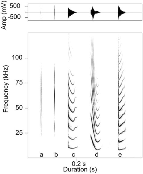 Oscillograms Above And Spectrograms Below Of A Mothers