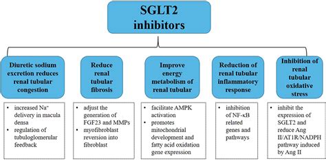 Frontiers Sglt2 Inhibitors In The Treatment Of Type 2 Cardiorenal Syndrome Focus On Renal Tubules