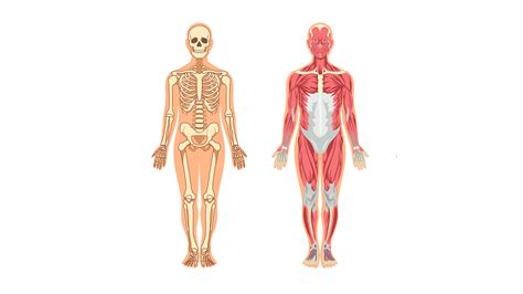 10 نکته طلایی فصل 3 زیست شناسی یازدهم 💀 کنکورباز