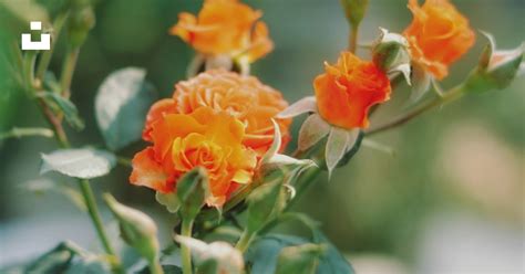 나뭇가지에 있는 오렌지 꽃의 클로즈업 사진 Unsplash의 무료 오렌지 장미 이미지