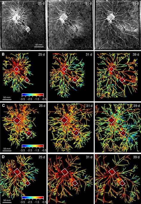 Figure 1 From The Interplay Between Structure And Function In Fungal