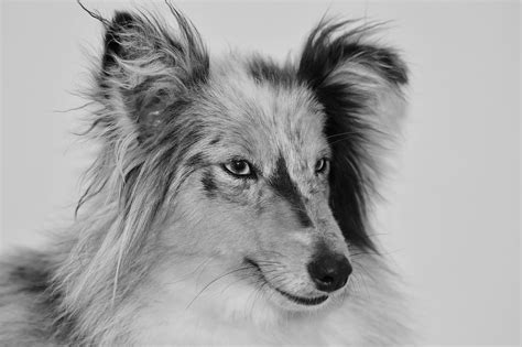 Anjing Muda Pelacur Hitam Dan Foto Gratis Di Pixabay Pixabay