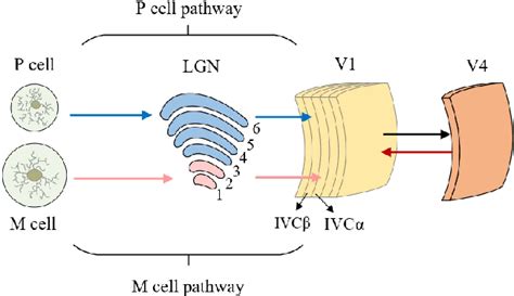 Figure 1 From A Contour Detection Method Based On The Projective Coding Model Of The Visual