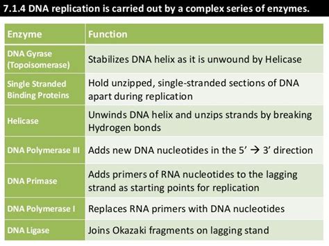 Dna Function