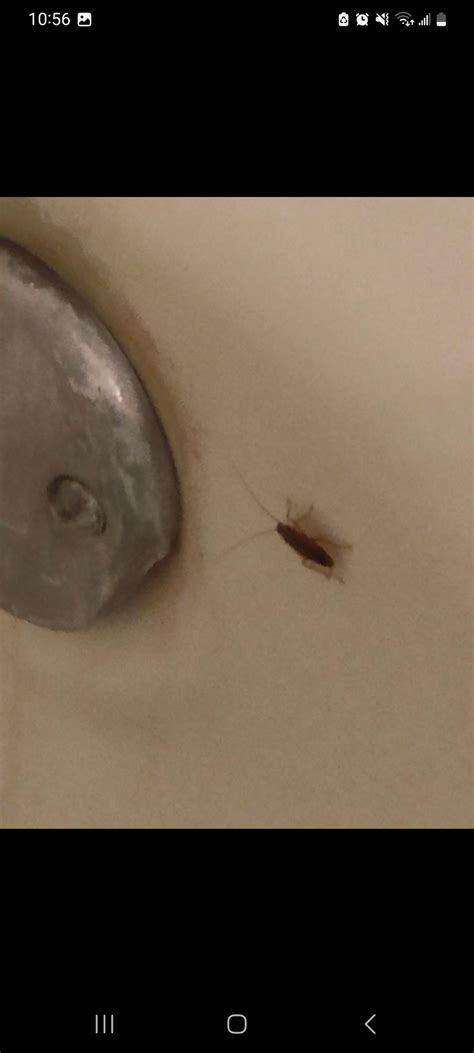 I Told My Friend Its A German Cockroach Is It R Whatisthisbug