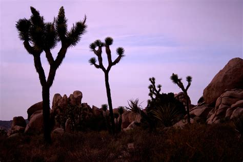 Joshua Tree Pictures Facts On The Joshua Trees