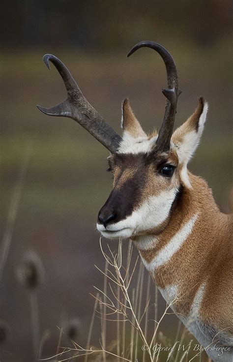 17 Best Images About Antelope On Pinterest Everywhere You Go