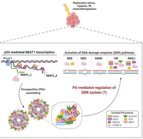 NcRNA Free Full Text LncRNA NEAT In Paraspeckles A Structural Scaffold For Cellular DNA