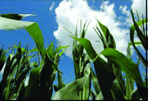 Maize Plant In Tasseling Stage Ritchie Et Al 1993 Download