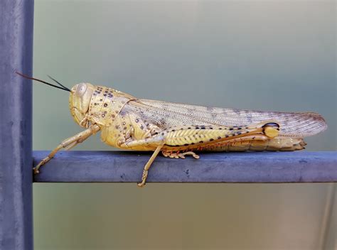 Giant Grasshopper Valanga Irregularis Ausemade