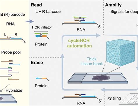 Deep Tissue Transcriptomics And Subcellular Imaging At High Spatial
