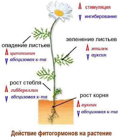 БИОРЕГУЛЯТОРЫ: ФИТОГОРМОНЫ - СТРУКТУРА И СВОЙСТВА БИОМОЛЕКУЛ - А. Е ...