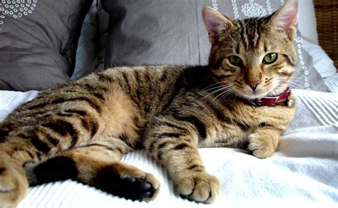 Is An Overactive Thyroid Gland Treatable In Cats Katzenworld