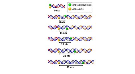 Schematics Of The Reported Dna Nanostructures Each Strand Contained In