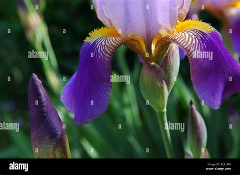 Purple And Yellow Iris