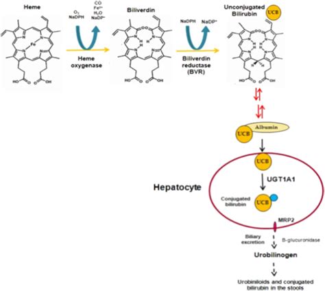 Bilirubin Flashcards Quizlet