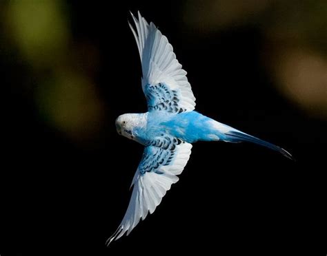 Blue Budgie Flying