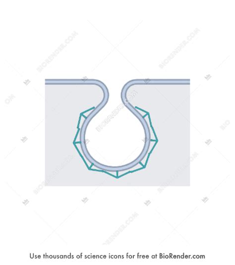 Free Clathrin Coated Vesicle Icons Symbols And Images Biorender