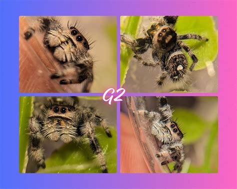 Female Regal Jumping Spider By Funky Fangs Morphmarket