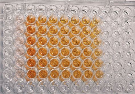 Cck8实验在细胞增殖研究中的应用与优势