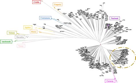 Phylogenetic Tree Representing The Genetic Diversity Of The Studied