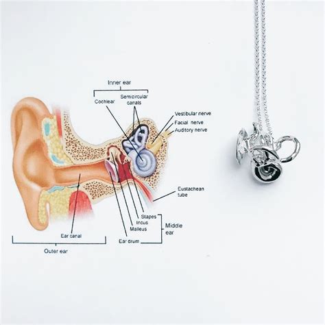 Anatomy Of The Ear Discover The Beautiful Bones Inside