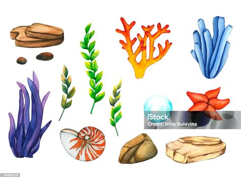 만화 개체의 집합입니다 조개 산호 조류 돌 불가사리 및 파란색 보라색 해초 아이들의 인쇄 장식 및 디자인을 위한 수채화 손으로 그린 그림 0명에 대한 스톡 벡터 아트 및