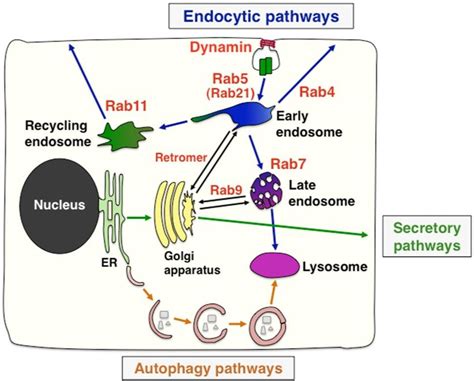 Intracellular Trafficking Pathways Three Major Trafficking Pathways