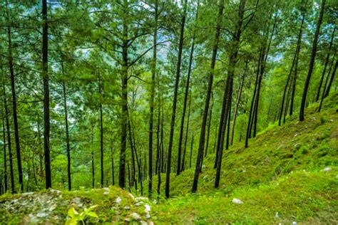 700 Bhubaneswar Fotos Fotografías De Stock Fotos E Imágenes Libres De