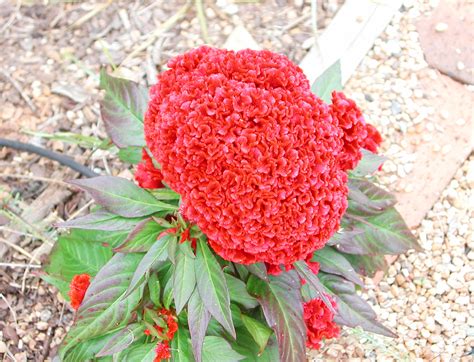 Giant Cocks Comb Flower Nature Photo Gallery