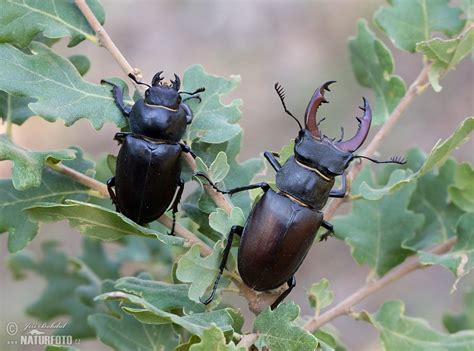 Stag Beetle Photos Stag Beetle Images Nature Wildlife Pictures