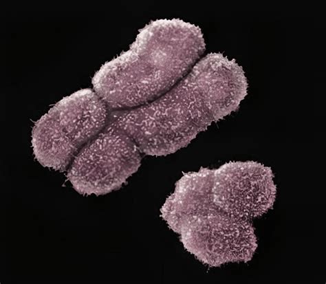 124 Chromosomes 3d Xy Royalty Free Photos And Stock Images Shutterstock