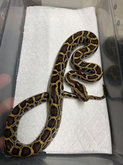 Normal Burmese Python By Burmdonor Pythons