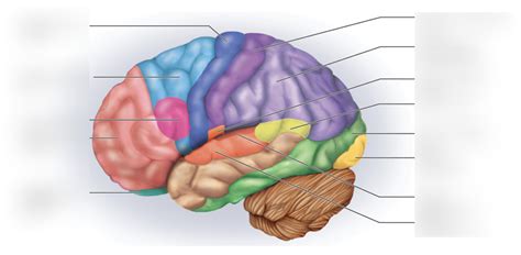 Functional Areas Of The Cerebral Cortex Diagram Quizlet
