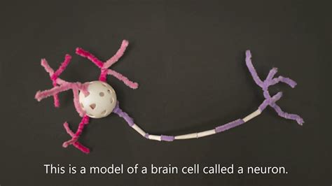 Neuron 3d Model