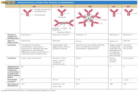 Chapter 21 Immune System Ap2 Flashcards Quizlet