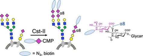 通过外源 α2 8 唾液酸化一步选择性标记天然细胞表面唾液酸聚糖 Acs Chemical Biology X Mol