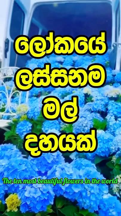 ඔයාලගේ🌺ගෙදරත්😱මේ😊ලස්සනම🥰ලස්සන🪷මල්🌷තියනවද The Ten Most Beautiful Flowers In The World Shorts