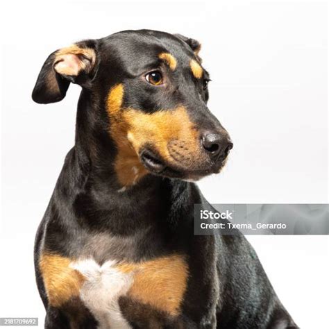 검은색과 황갈색의 개는 평범한 배경에서 차분한 포즈를 취하며 스튜디오 촬영 중 눈에 띄는 이목구비와 섬세한 표정을 뽐냈습니다 0명에 대한 스톡 사진 및 기타 이미지 Istock