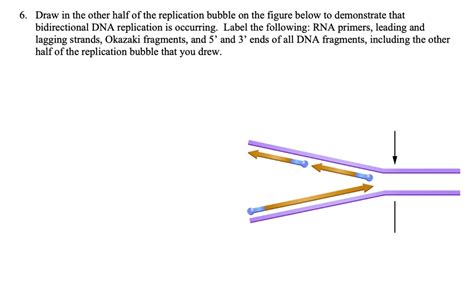 Solved Draw In The Other Half Of The Replication Bubble On The Figure Below To Demonstrate That