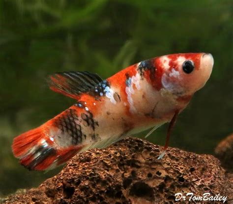 Female Koi Fish Female Koi For Sale Biological Science Picture