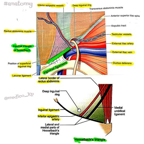 Medicokp Anatomy Inguinal 🔺️ Target For Medical Pg