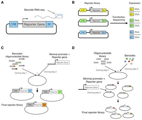 Understanding How Cis Regulatory Function Is Encoded In Dna Sequence