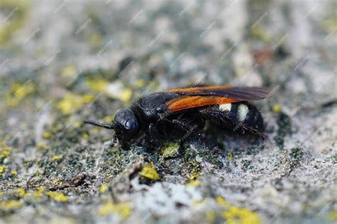 Premium Photo Detailed Closeup On The Hairy But Colorful