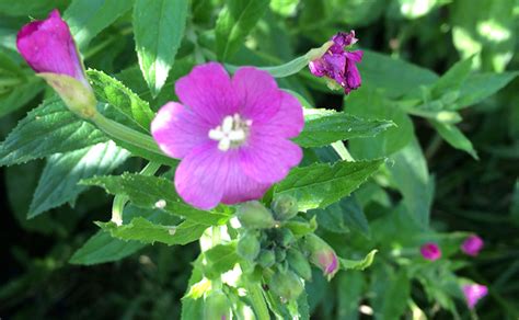 Hairy Willow Herb Jefferson County Co